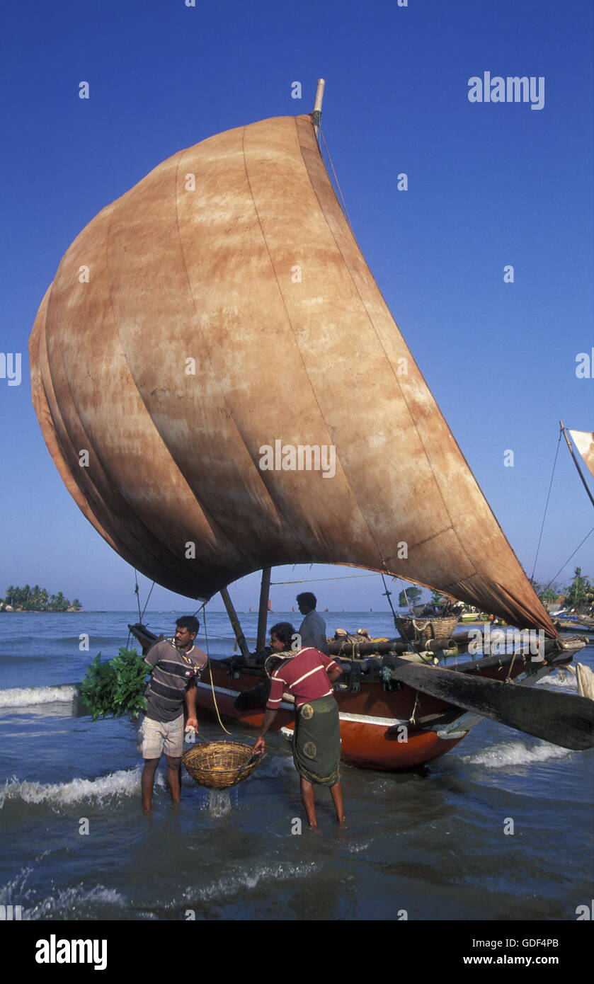 Dhoni Fishingboats at the coast of Nagombo at the westcoast of Sri ...
