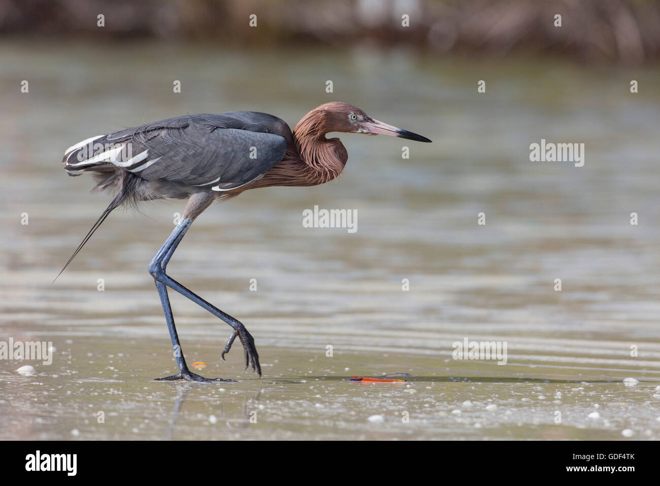 Reddish egret, Florida/ (Egretta rufescens Stock Photo - Alamy
