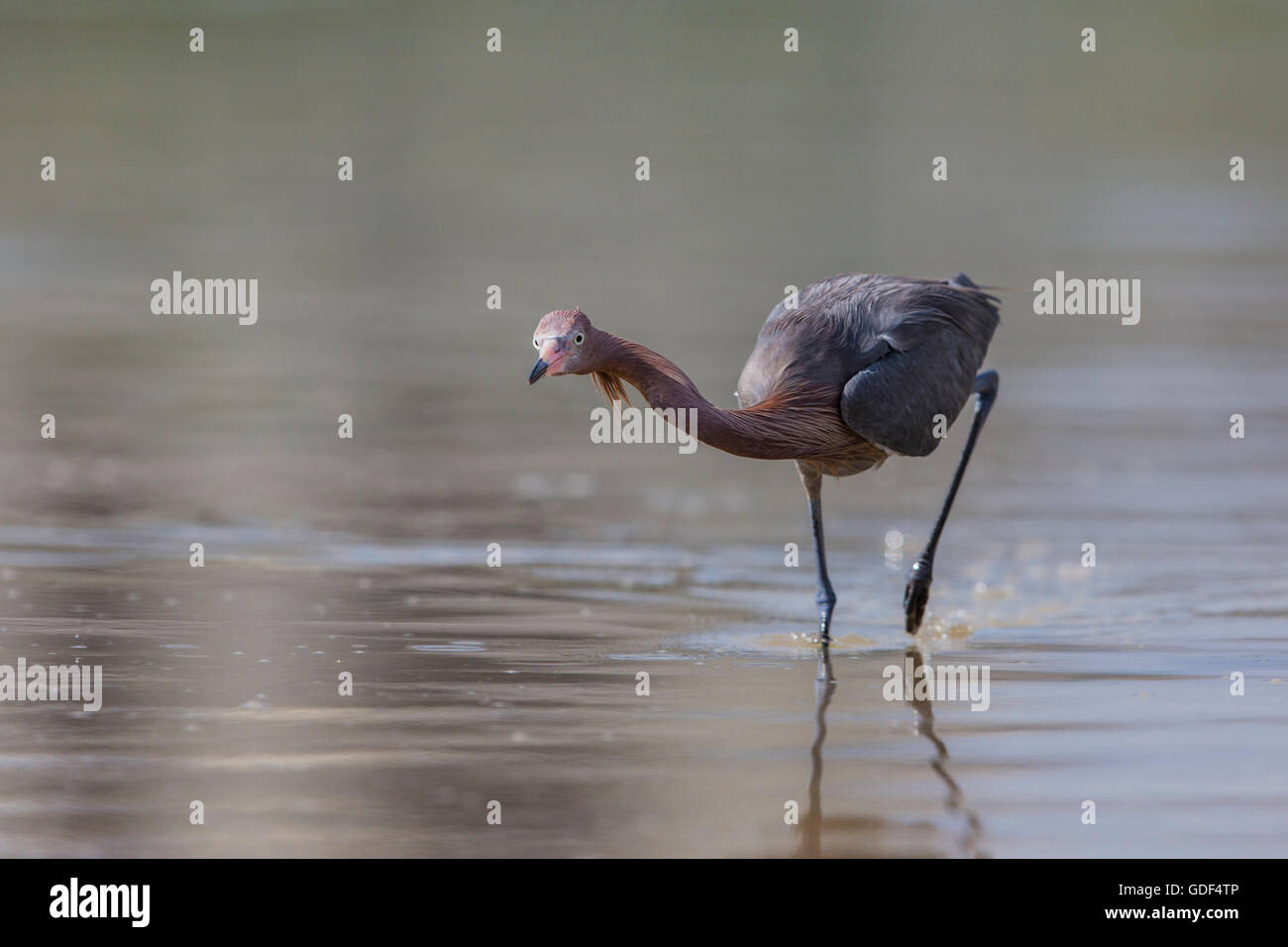 Reddish egret, Florida/ (Egretta rufescens Stock Photo - Alamy