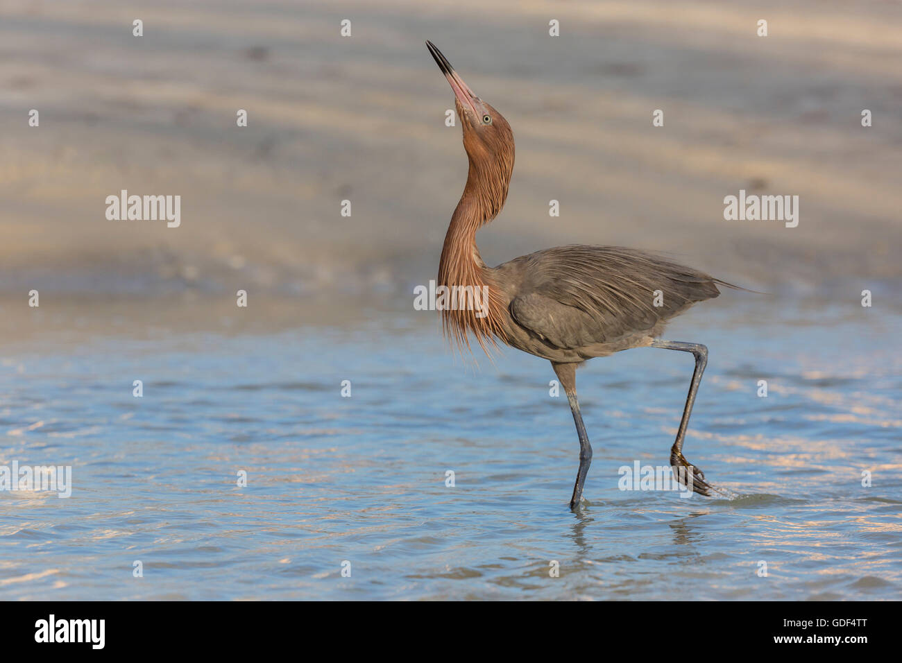 A rufescens hi-res stock photography and images - Alamy