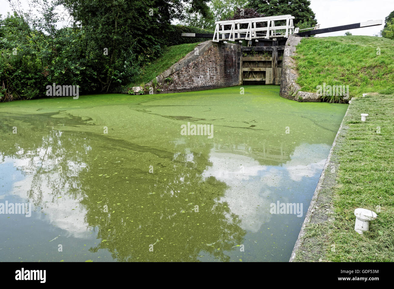 Blue green algae uk hi-res stock photography and images - Alamy