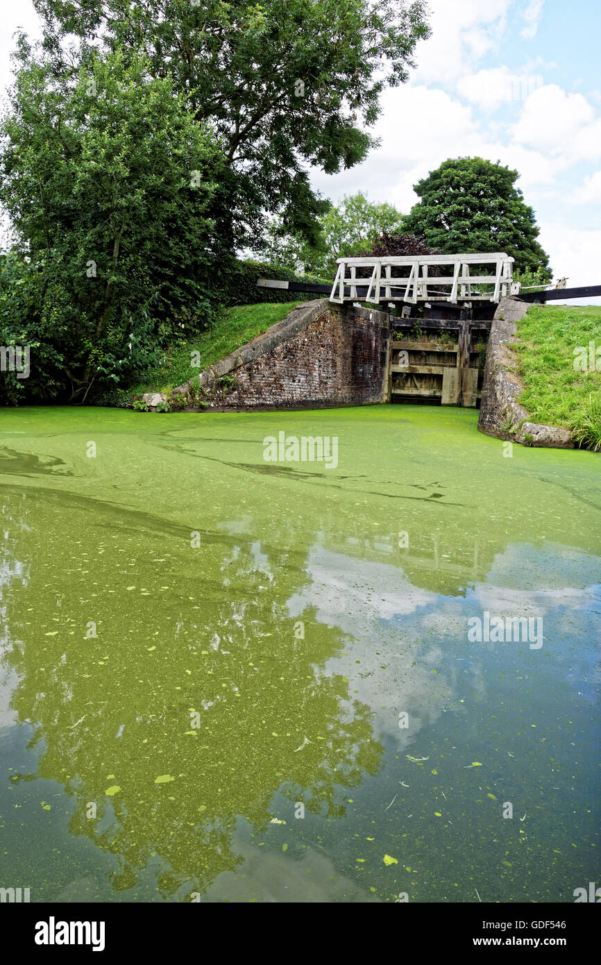 green algae formed on canal surface after boating accident ceases use ...