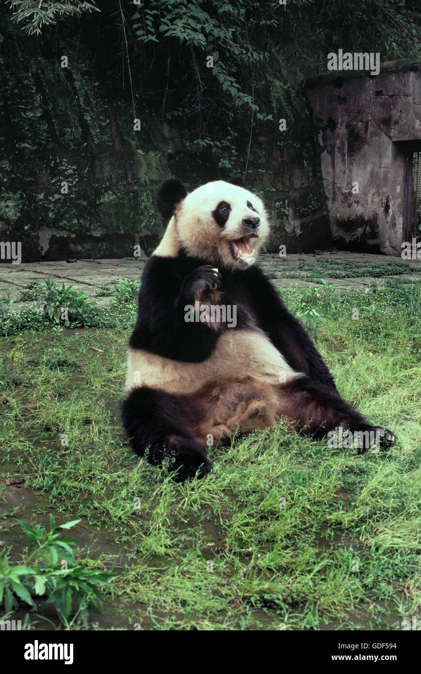Giant panda (Ailuropoda melanoleuca) at the Beijing Zoo Stock Photo - Alamy
