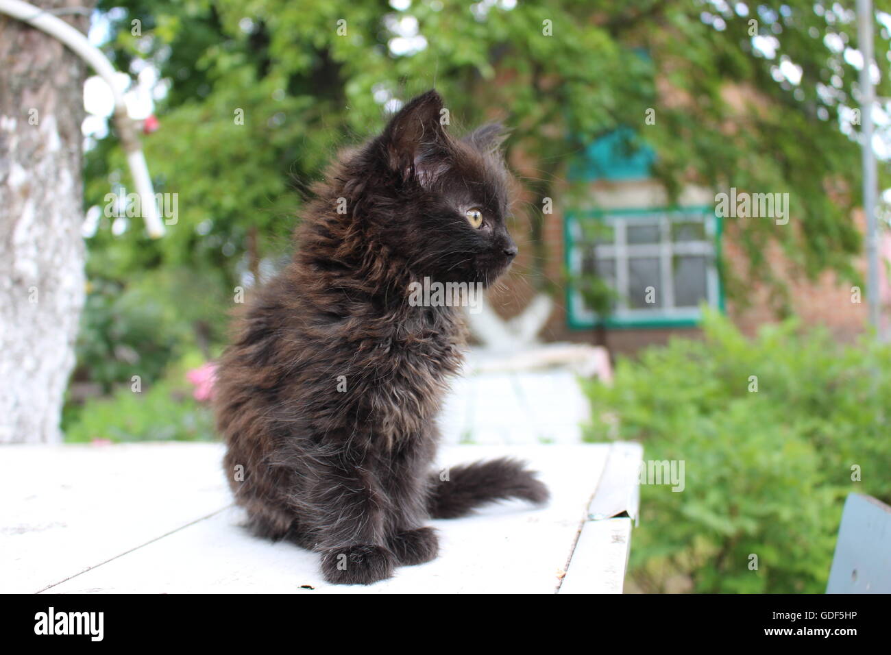 Small garden animals hi-res stock photography and images - Alamy