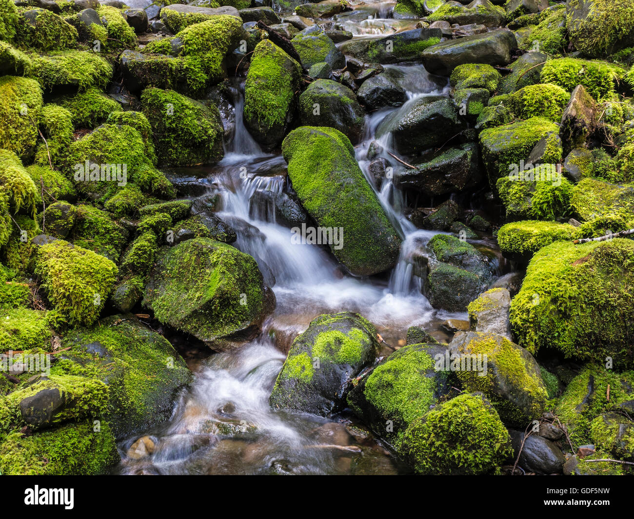 stream olympic national park washington Stock Photo - Alamy