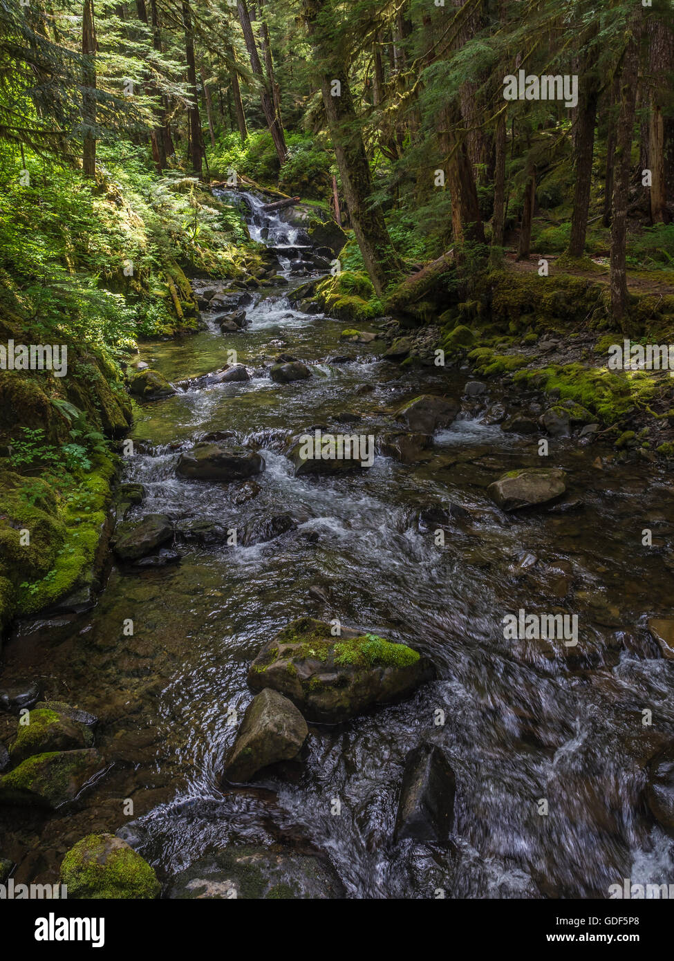 stream olympic national park washington Stock Photo - Alamy