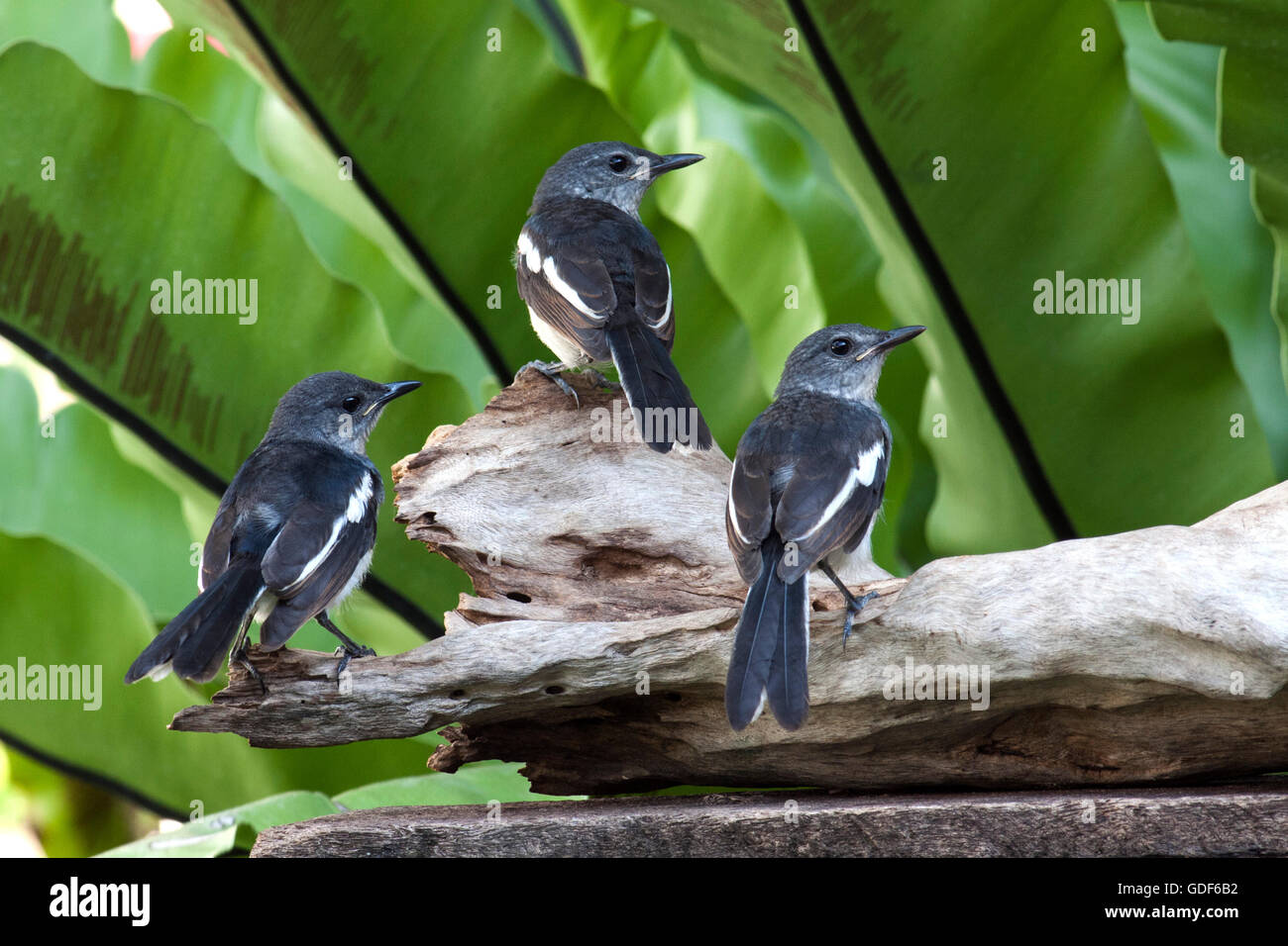 Asian Magpie Robin High Resolution Stock Photography and Images - Alamy