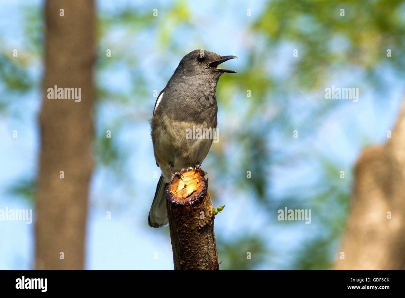 Female oriental magpie robin hi-res stock photography and images - Alamy