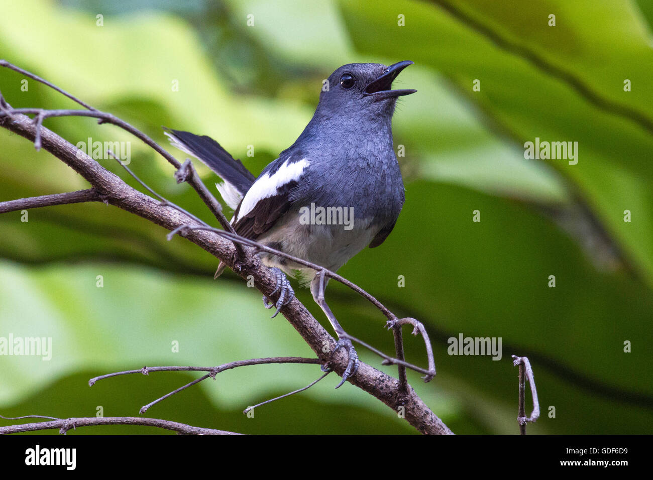 A female Oriental Magpie Robin singing on a branch in a Bangkok garden ...