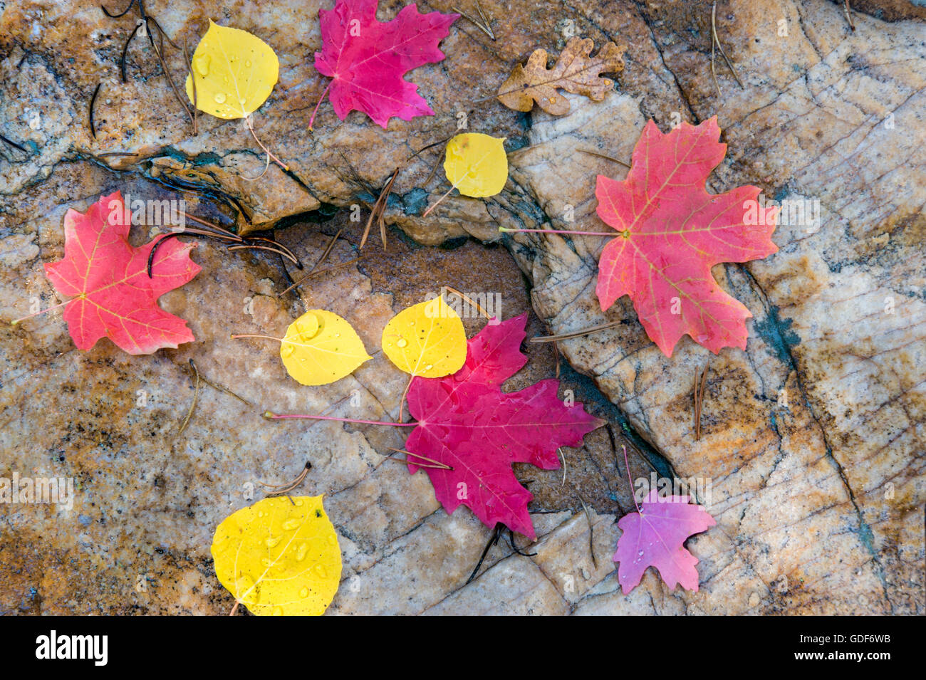 Autumn aspen and maple leaves on a textured rock Stock Photo - Alamy