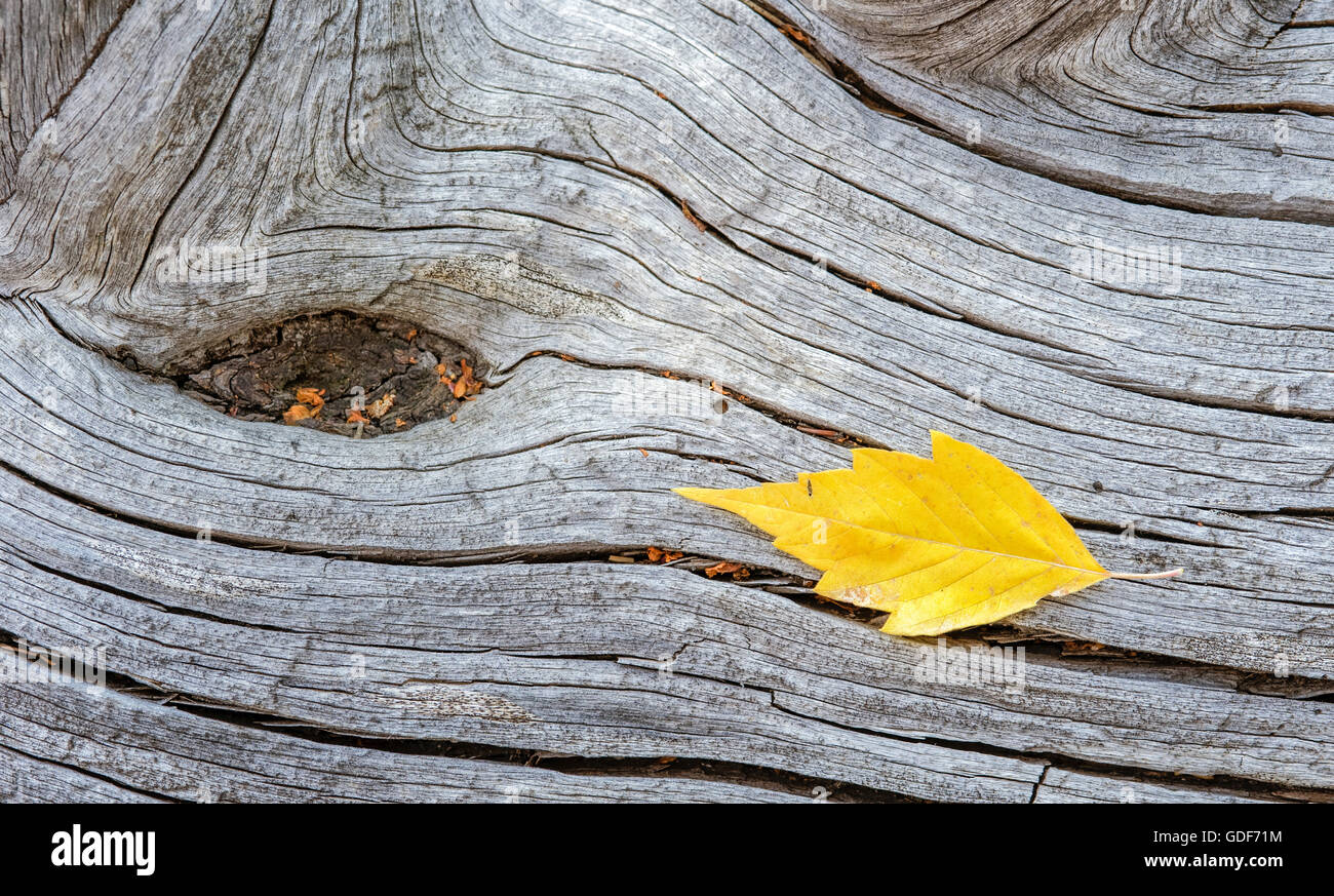 Single fall yellow leaf on a log Stock Photo - Alamy