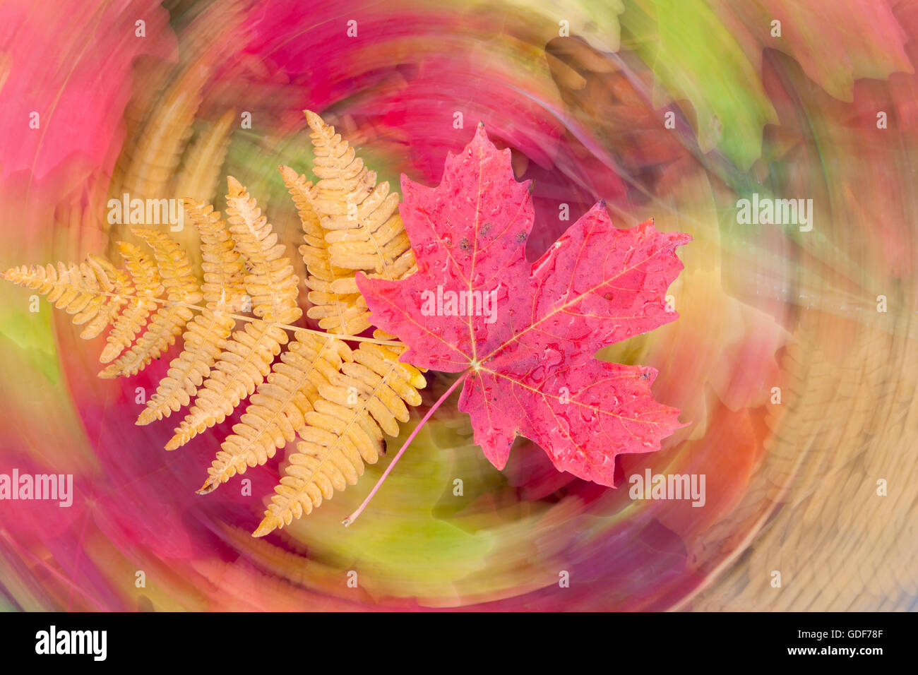 Details fern leaves hi-res stock photography and images - Alamy