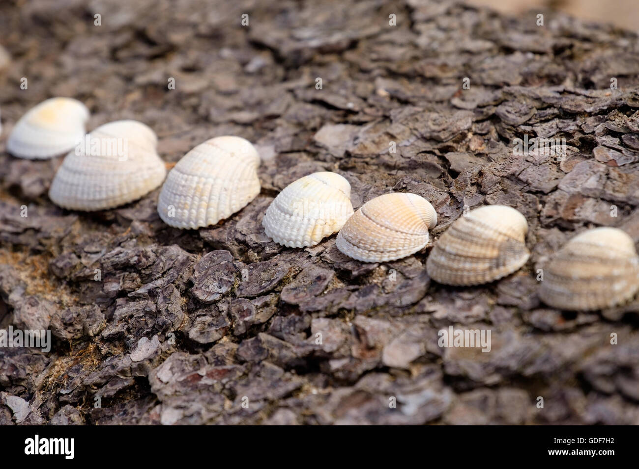 Cockle shells on a beach hi-res stock photography and images - Alamy