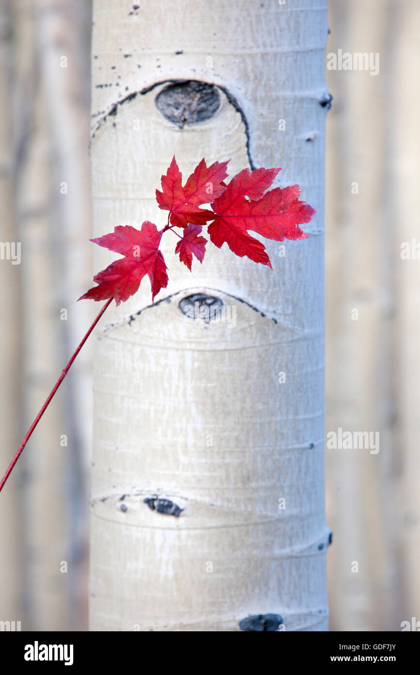 Forest aspen maple trees in hi-res stock photography and images - Alamy