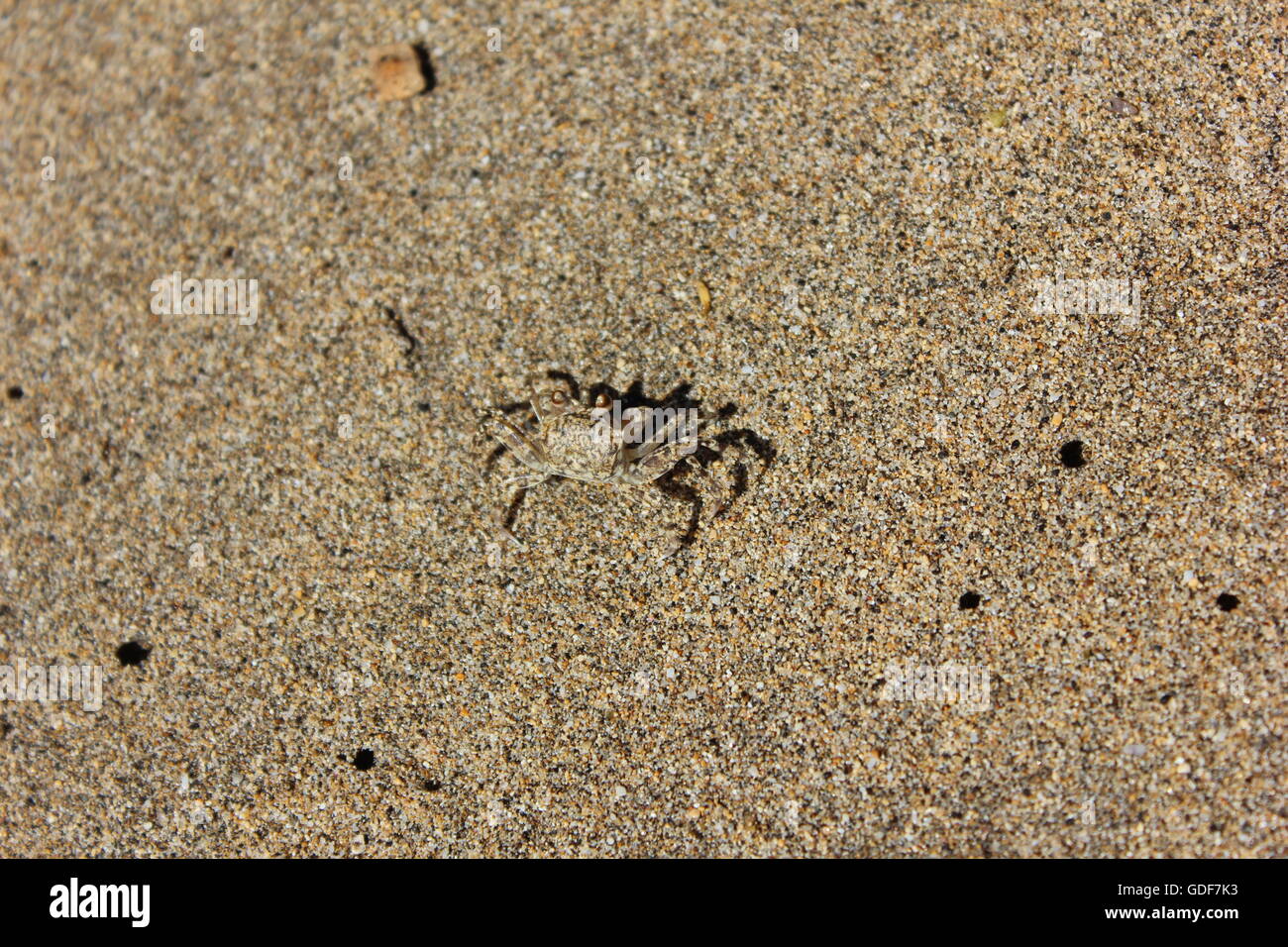Hawaiian crab hi-res stock photography and images - Alamy