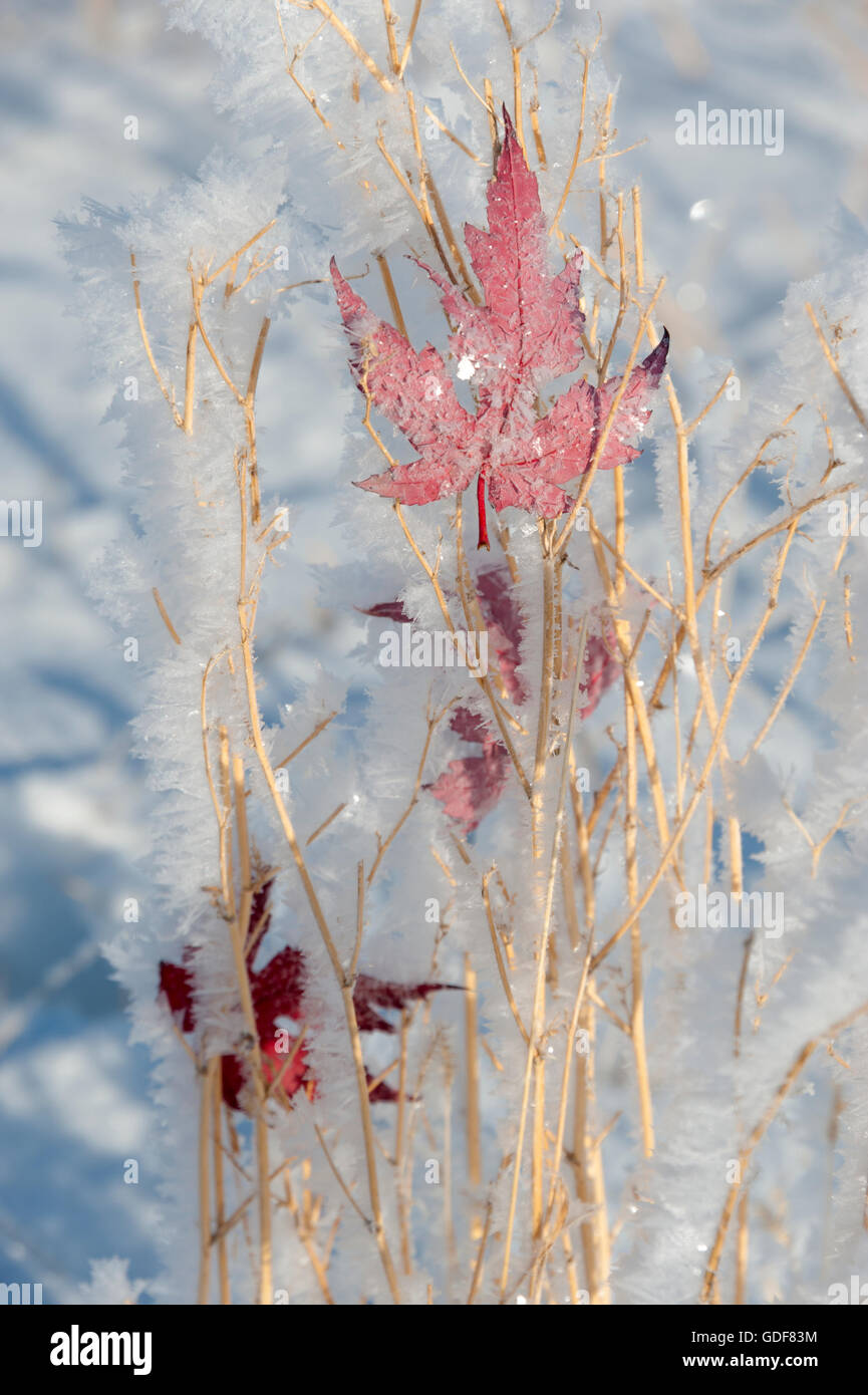 Transitions of textures hi-res stock photography and images - Alamy