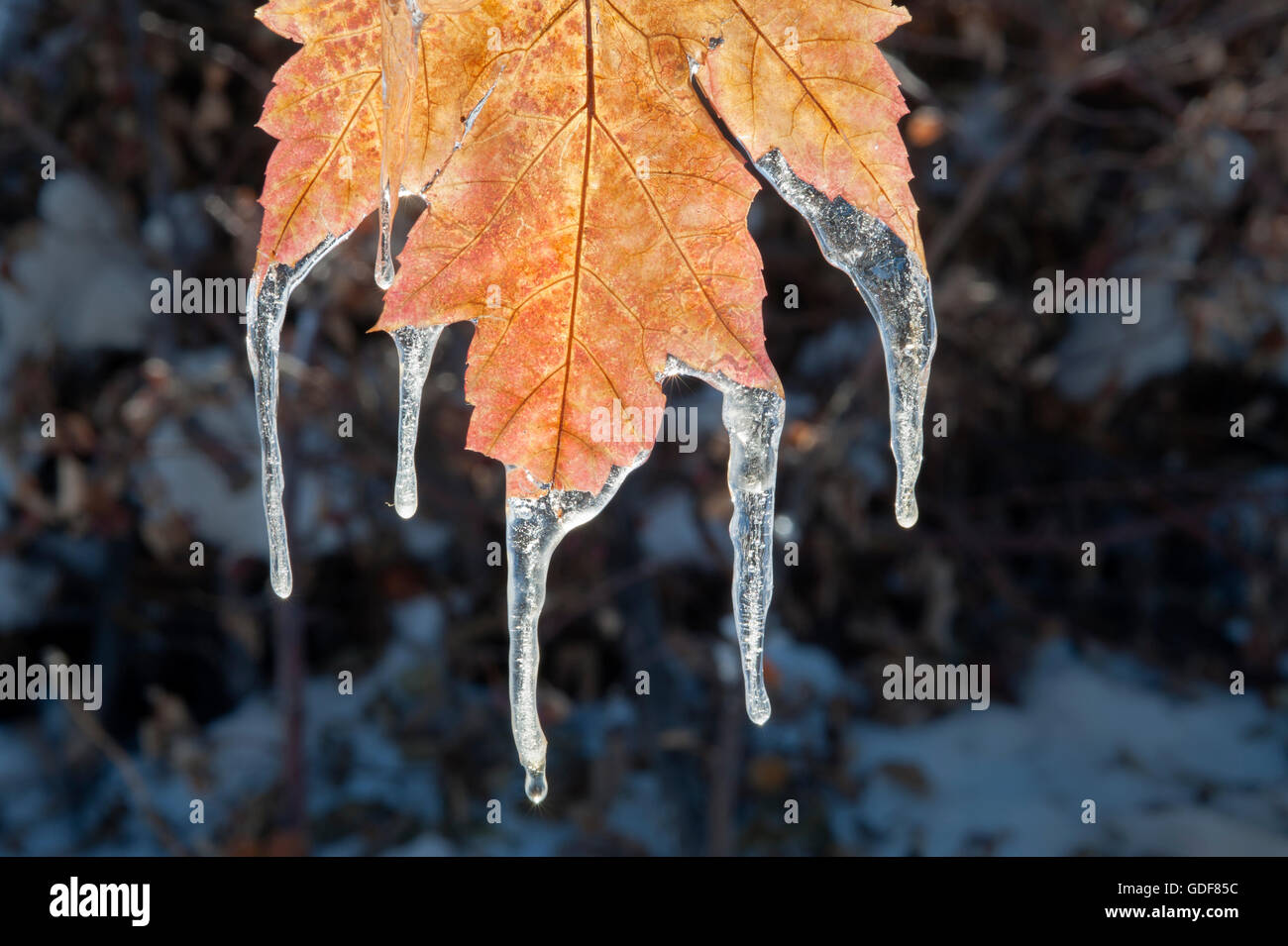 Frosted maple leaf hi-res stock photography and images - Alamy