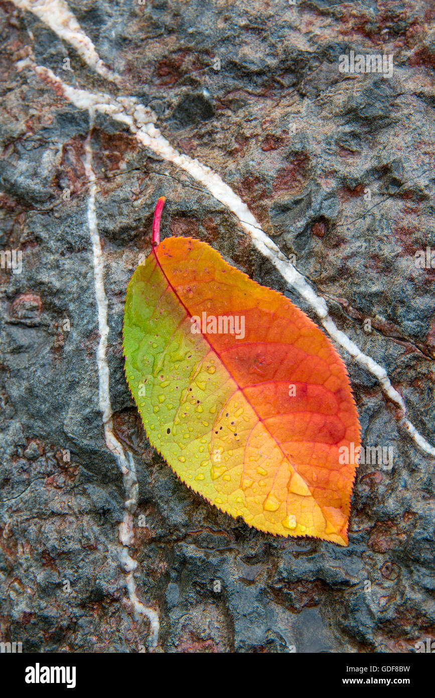 Detail photo of leaves on a rock Stock Photo - Alamy