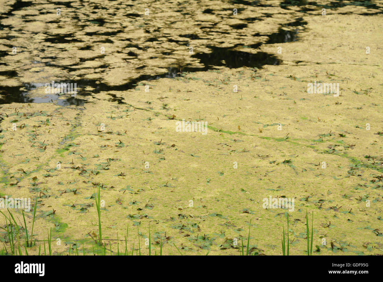 large amount of algae in pond Stock Photo - Alamy