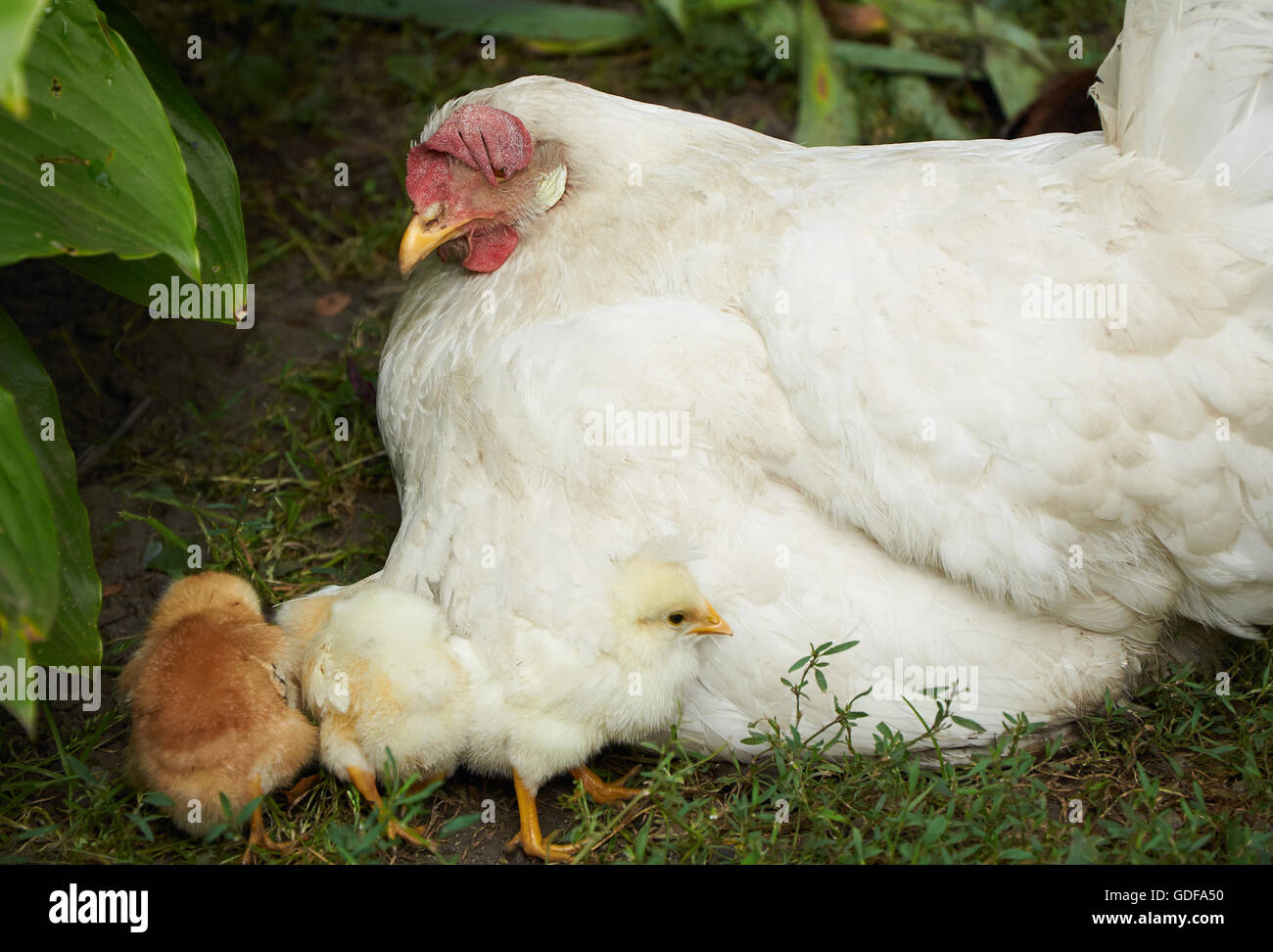 Little chicks near the hen and under its wing Stock Photo - Alamy