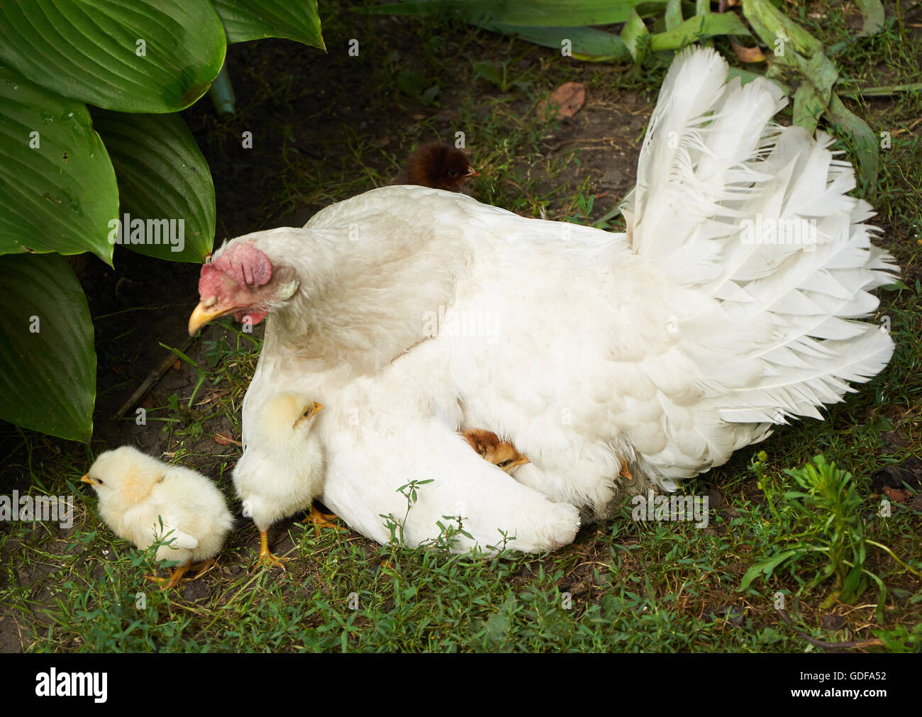 Hen chicks under wing hi-res stock photography and images - Alamy