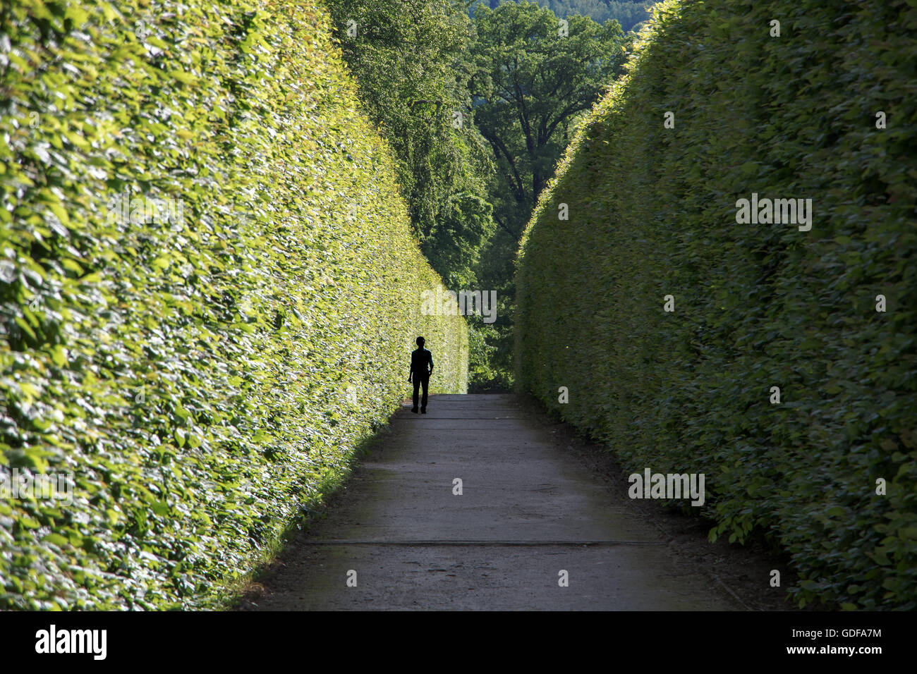 person walks in an alley labyrinth of hedges Stock Photo - Alamy