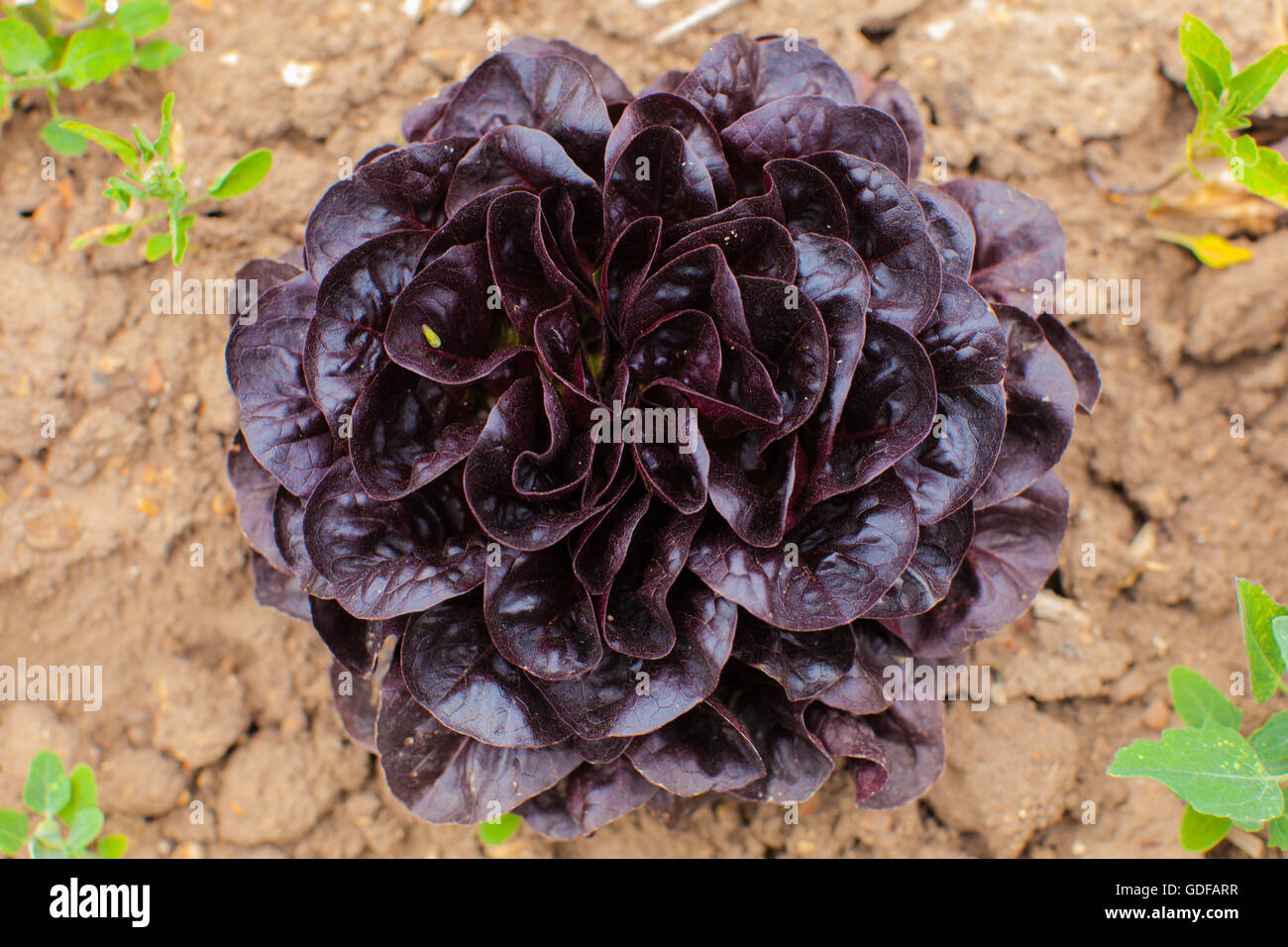 Red butterhead lettuce hi-res stock photography and images - Alamy