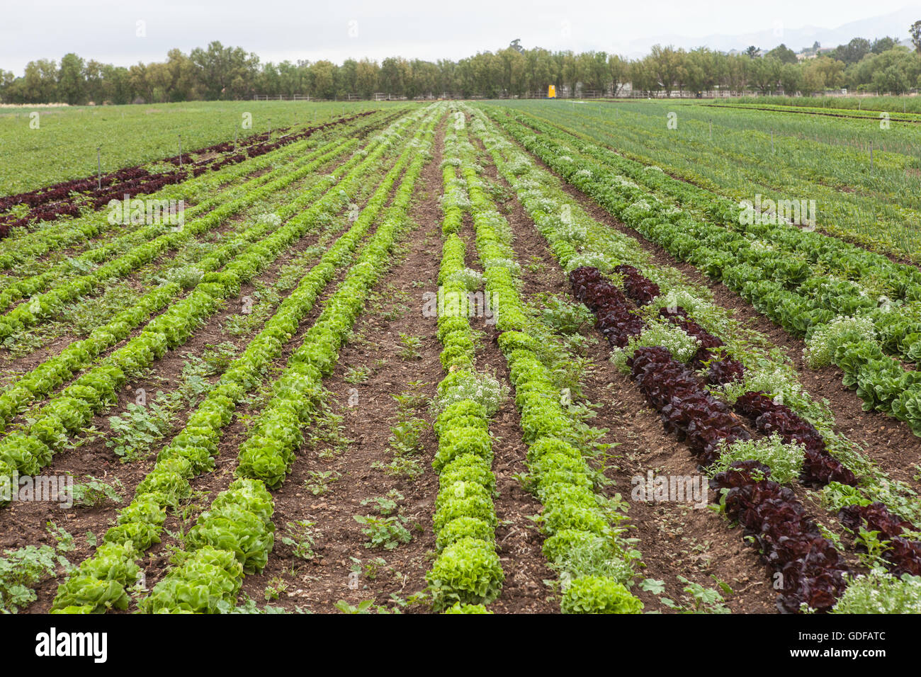 Beautiful organic lettuce growing in a country field Stock Photo - Alamy