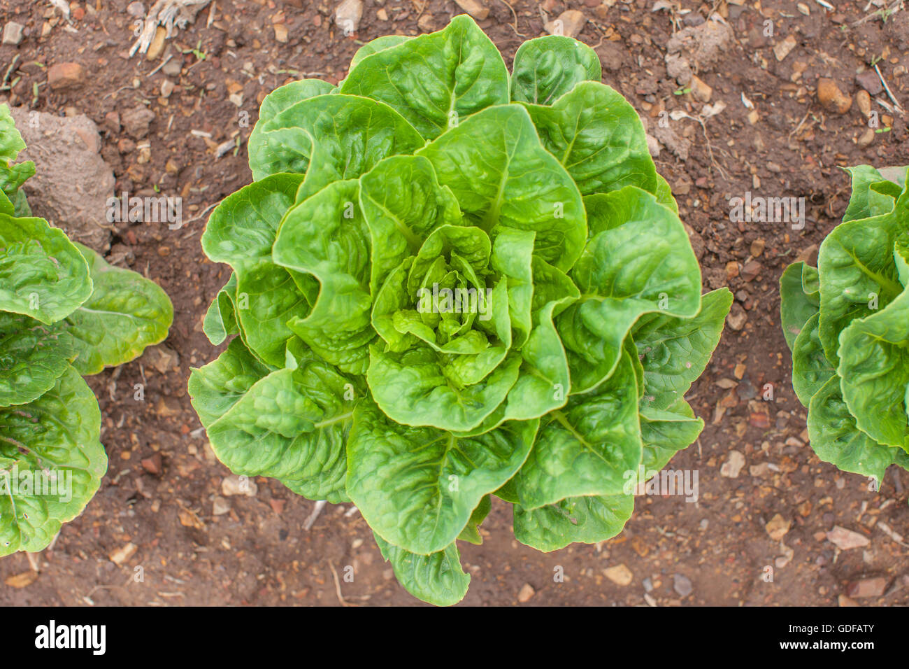 Beautiful organic lettuce growing in a country field Stock Photo - Alamy