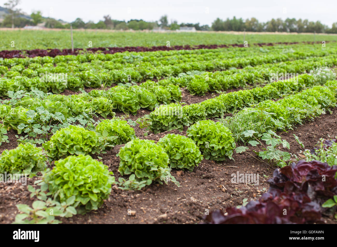 Lettuce field farming hi-res stock photography and images - Alamy