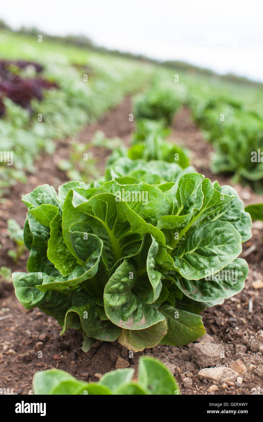 Beautiful organic lettuce growing in a country field Stock Photo - Alamy