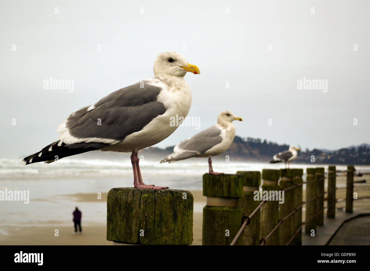 seagulls at Oregon Coast Stock Photo - Alamy