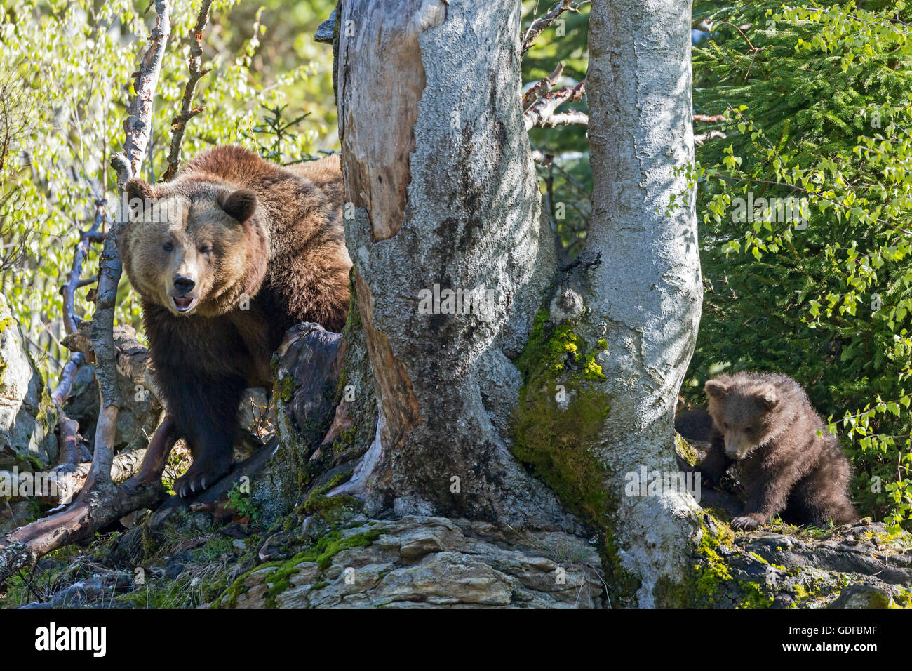 Brown bears (Ursus arctos), dam with young animal, captive, Bavarian ...