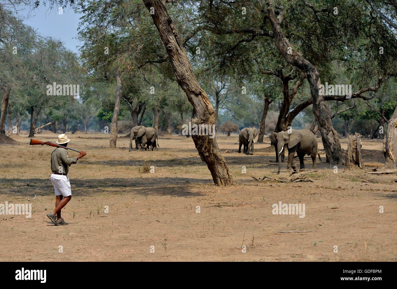 Armed park ranger, guide on a hike with elephants (Loxodonta africana ...
