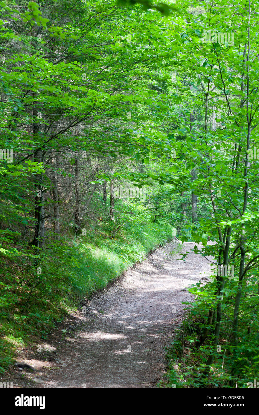 Quiet forest trail hi-res stock photography and images - Alamy