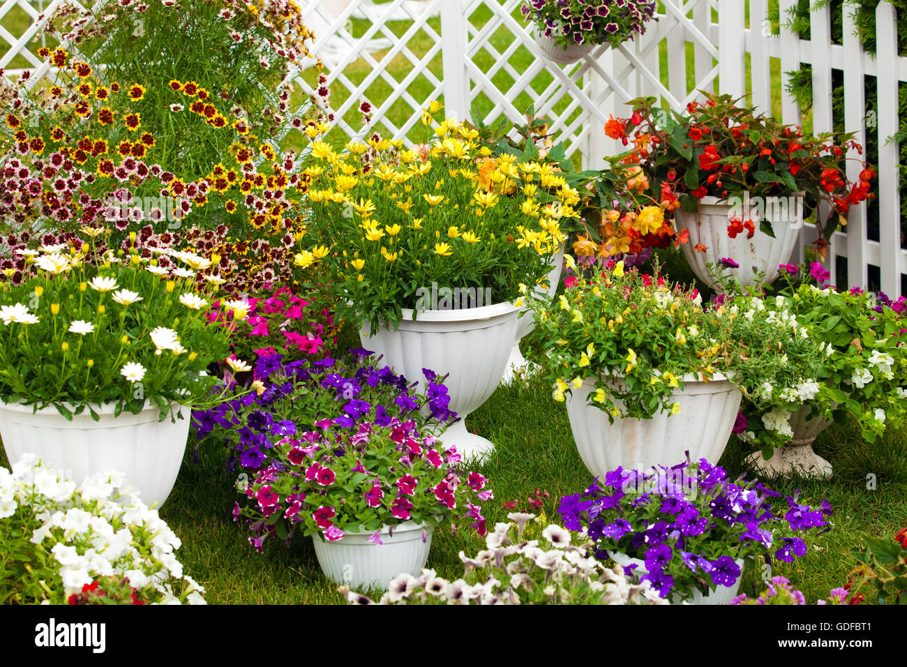 Garden flowers of different colors in pots Stock Photo - Alamy