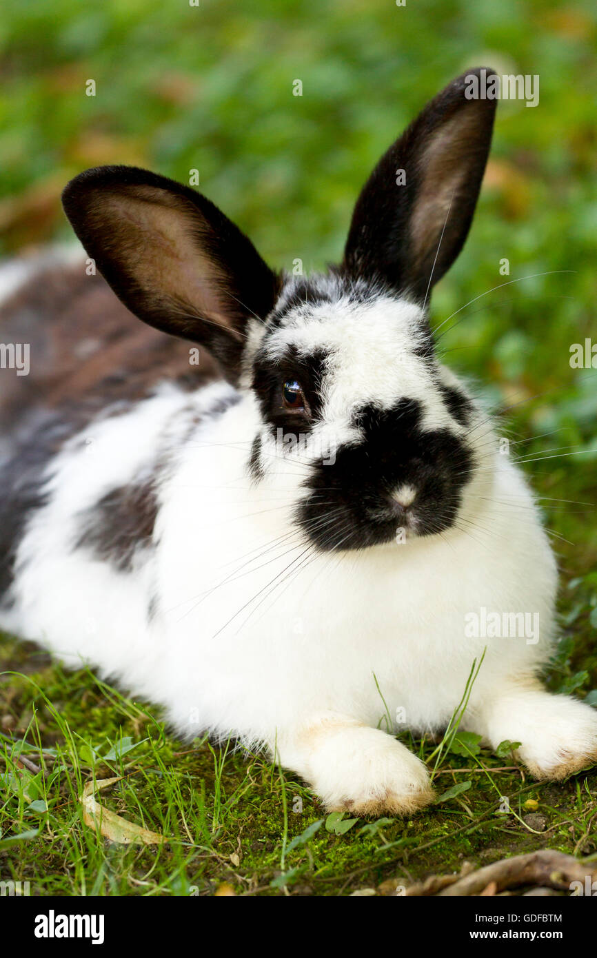 Rabbit Laying In Grass High Resolution Stock Photography and Images - Alamy