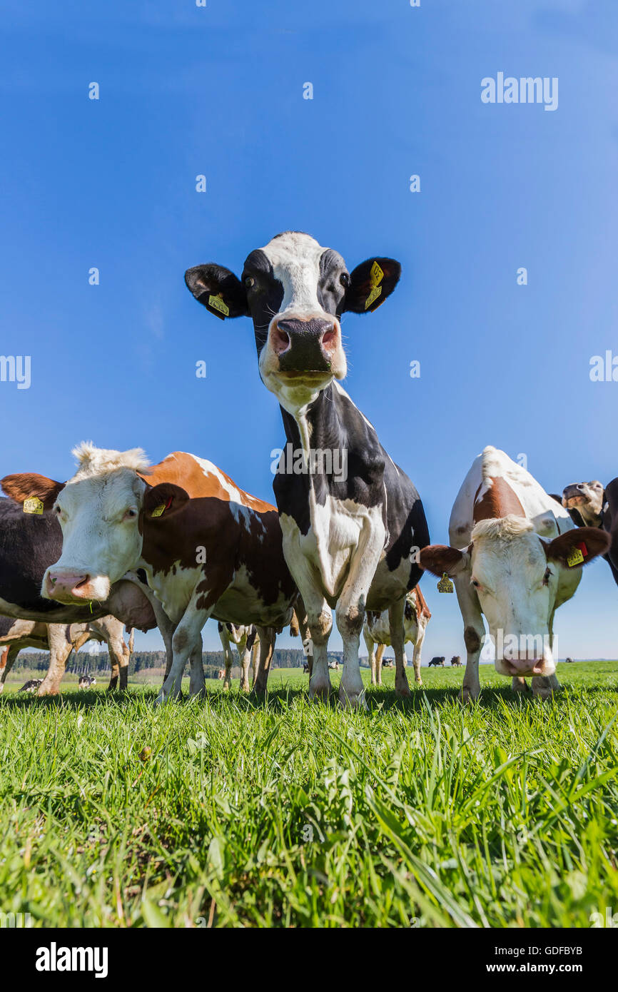 Black and white spotted cows, Simmental cattle on a pasture, Swabia ...