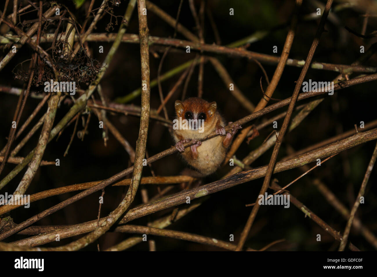 Goodman's mouse lemur (Microcebus lehilahytsara) hangs in branches ...
