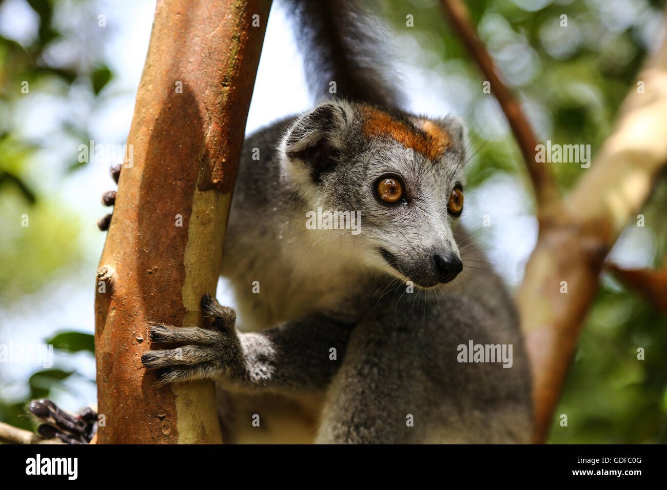Crowned lemur (Eulemur coronatus) sitting in tree, female, Le Palmarium ...