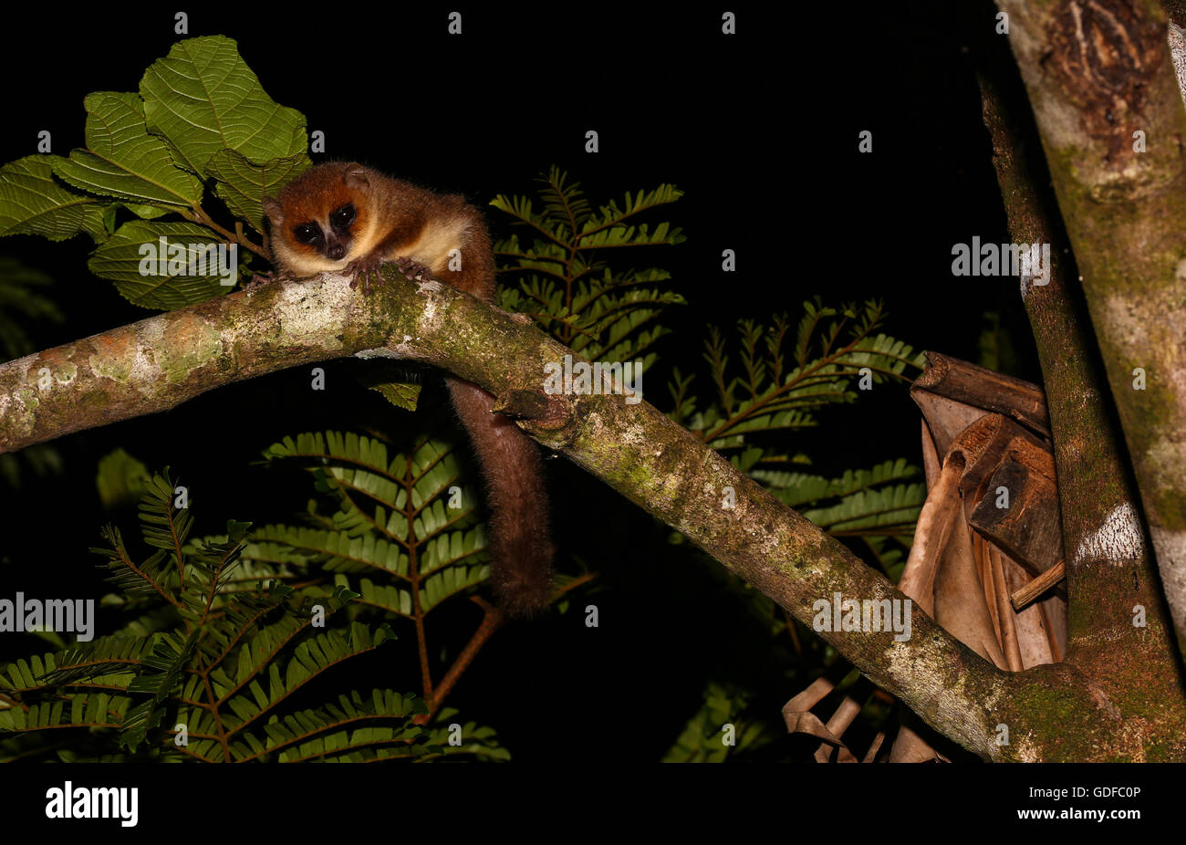 Mittermeiers mouse lemur hi-res stock photography and images - Alamy