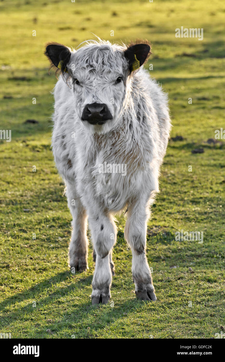 White galloway cattle hi-res stock photography and images - Alamy