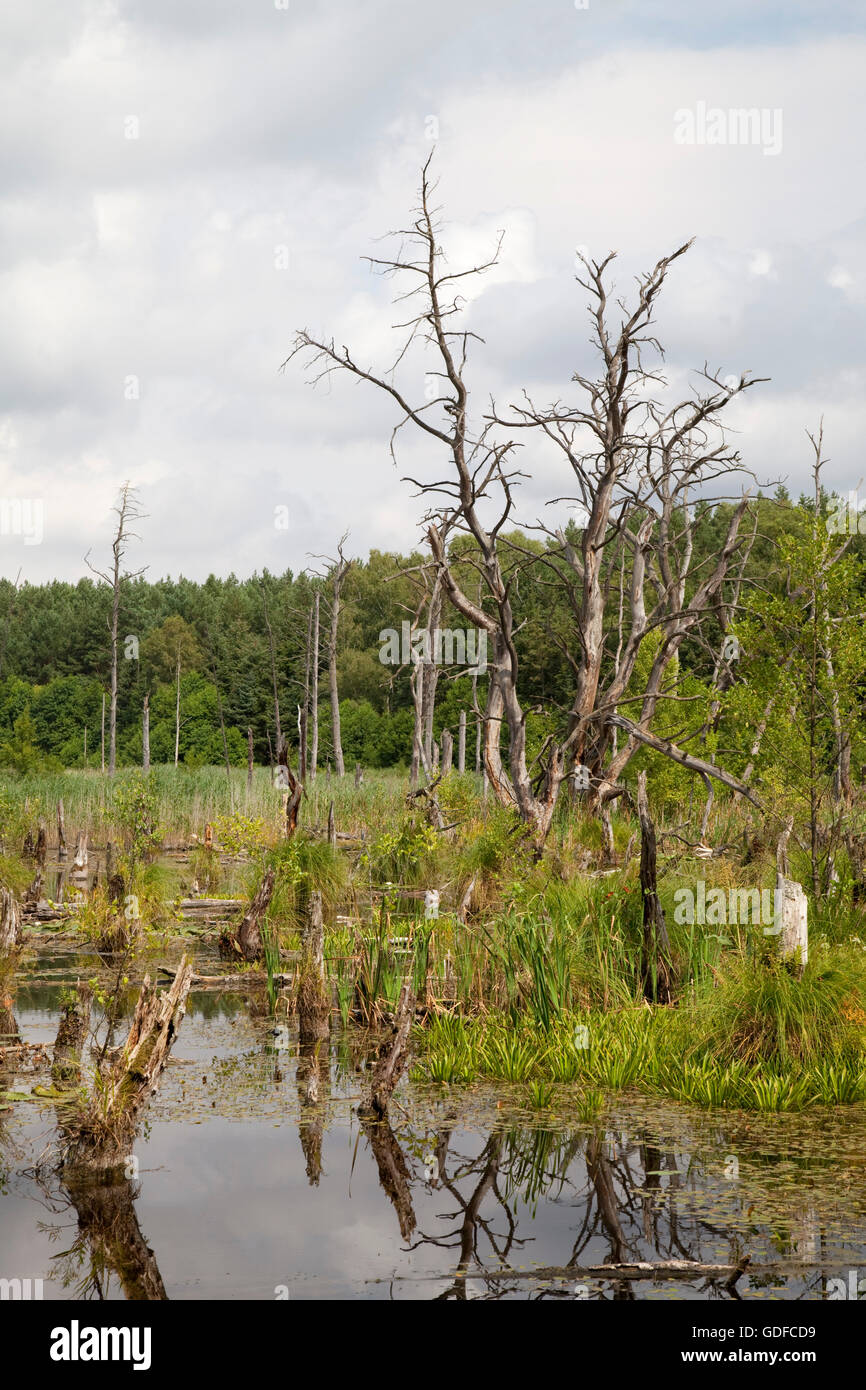 Sandweg, Mueritz National Park, Mecklenburg-Western Pomerania Stock ...