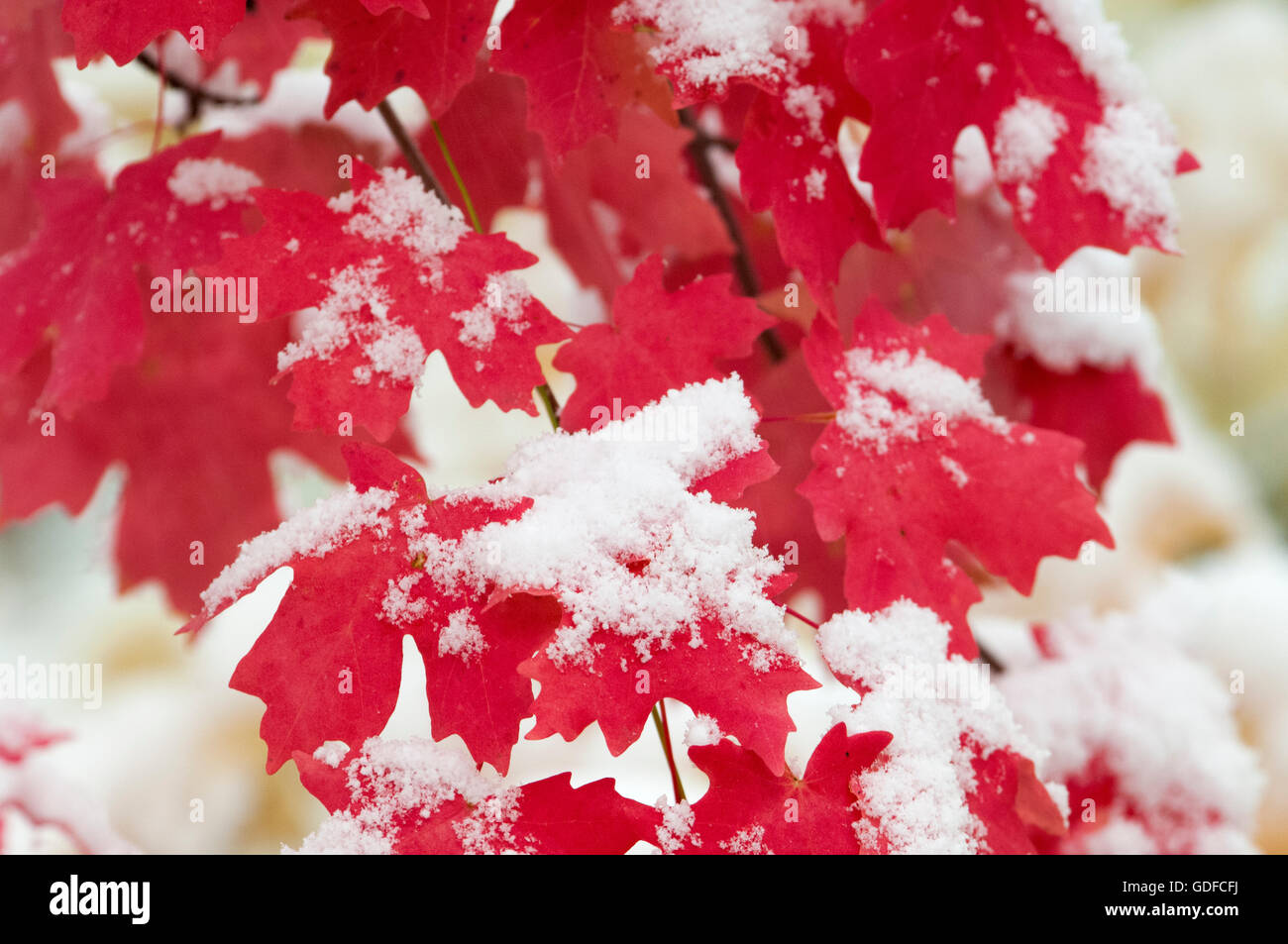 Bright red autumn rocky mountain maple tree with leaves covered in snow ...