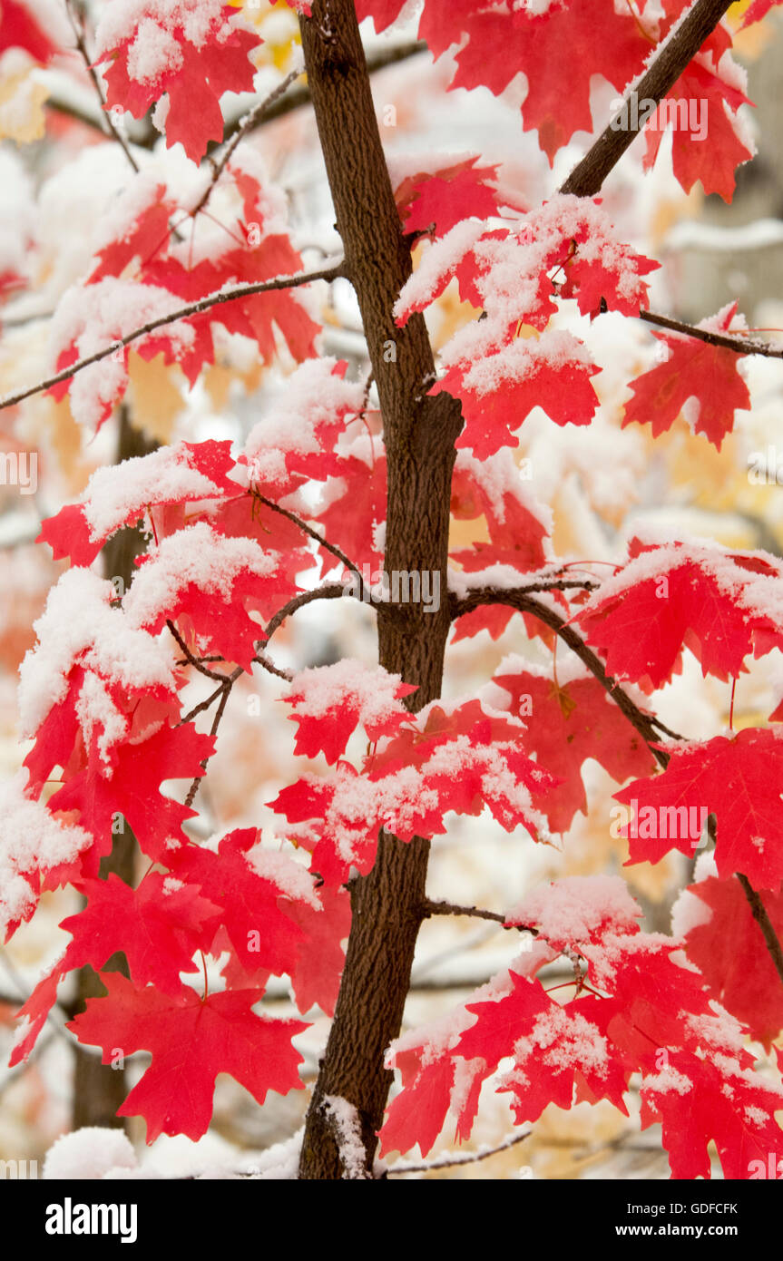 Bright red autumn rocky mountain maple tree with leaves covered in snow ...