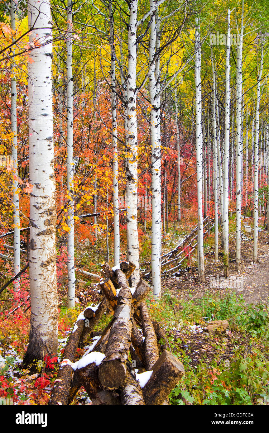 Maple Trees In Wasatch Mountains High Resolution Stock Photography and ...