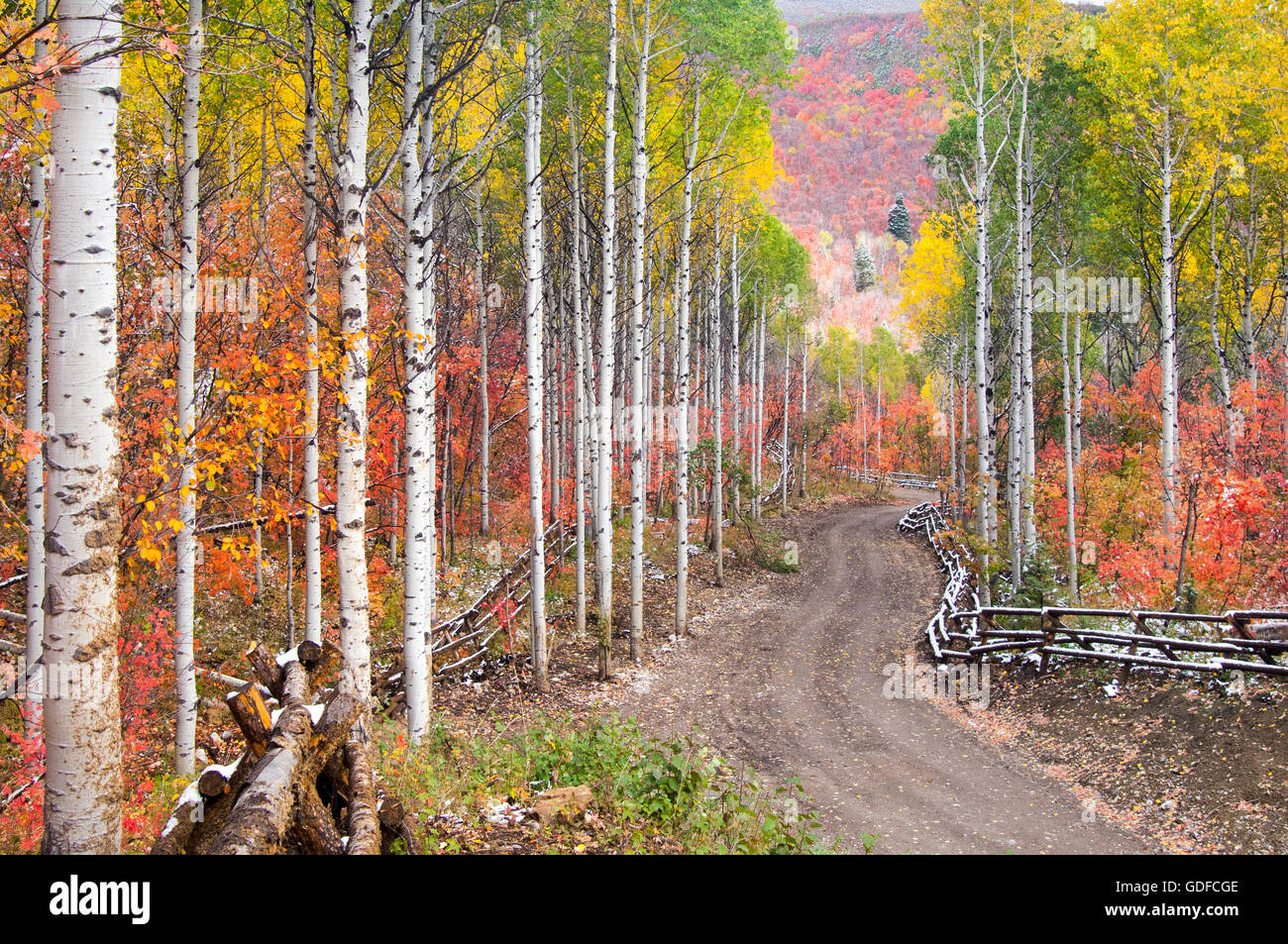 Fence lined dirt road with fall colors in the Wasatch Mountains of Utah ...