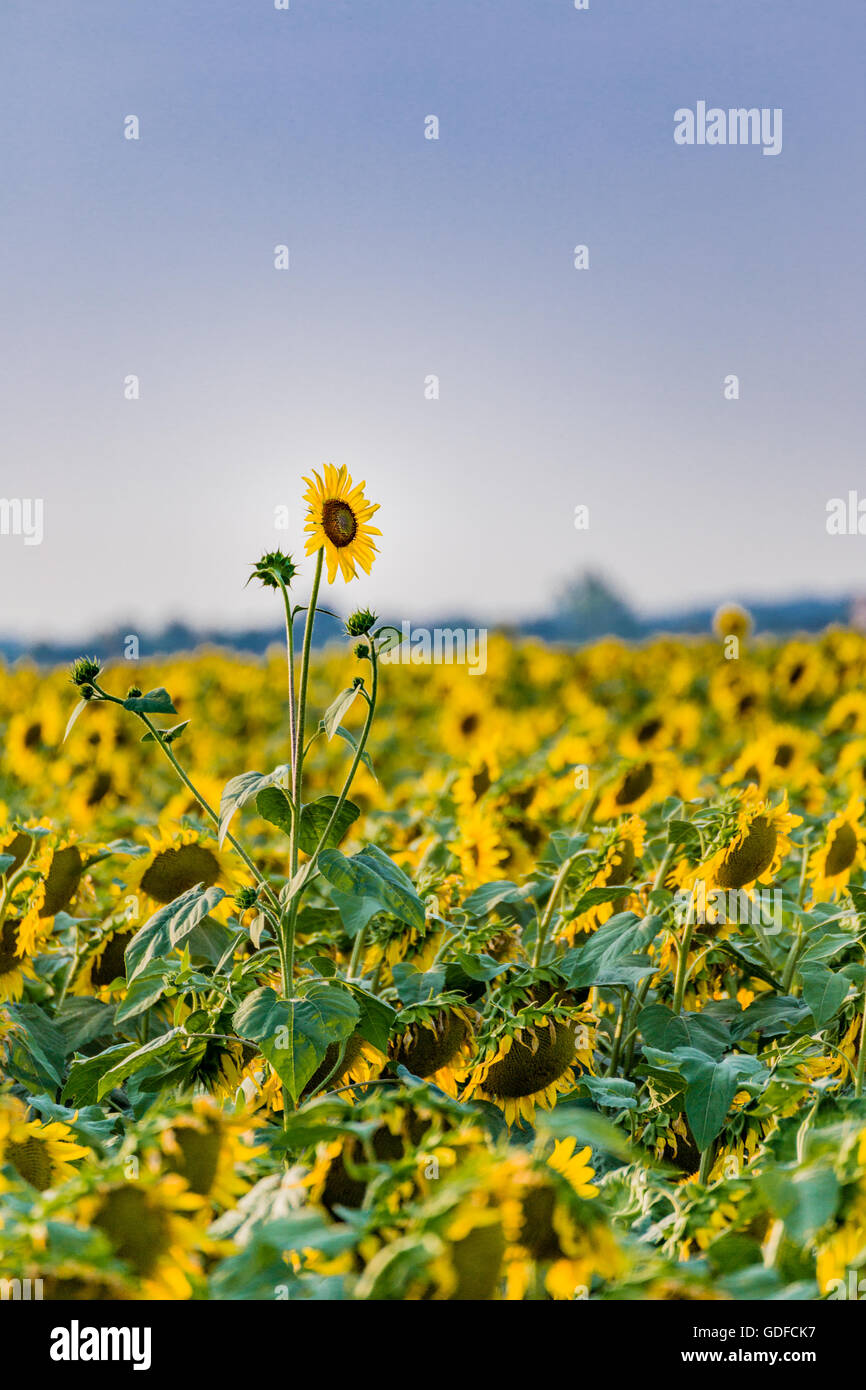 One Flower In A Field