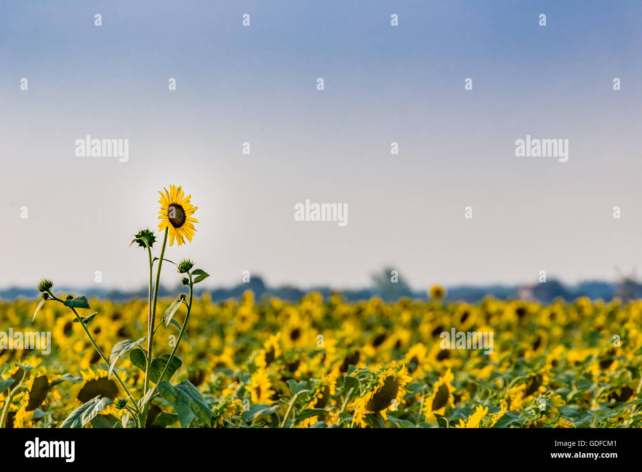 sunflower stands alone on the whole field of flowers, one in a thousand ...