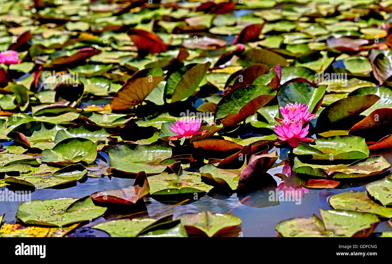 Pink water lillies in a marsh with lily pads Stock Photo - Alamy